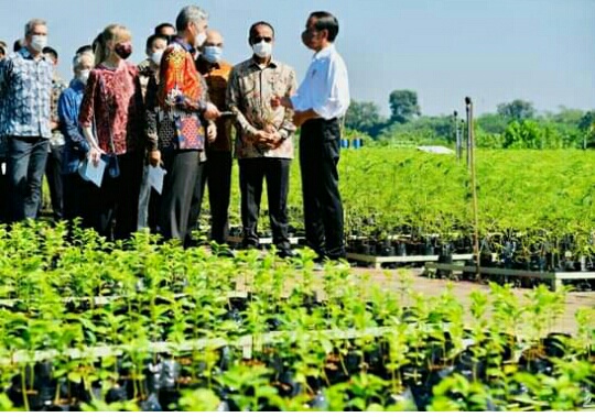 Presiden Jokowi Resmikan Persemaian Rumpin di Kota Hujan, Bogor